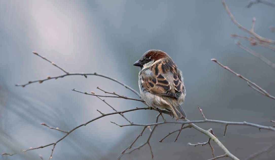 Chinese ‘FamousSparrow’ hackers back from the dead and targeting North ...