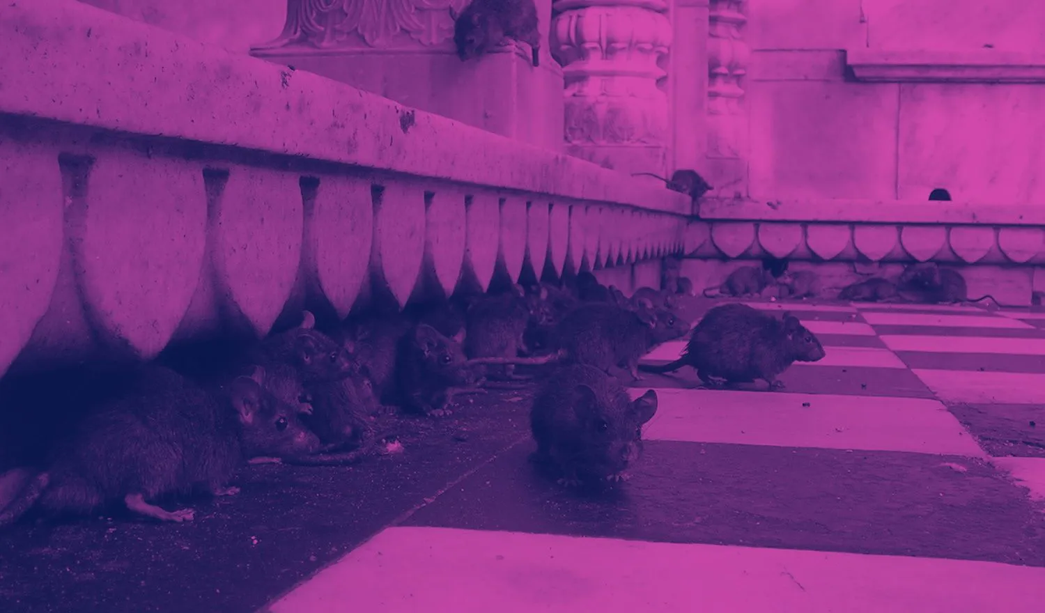 Three major hacking forums ban ransomware ads as some ransomware gangs shut down | The Record ...